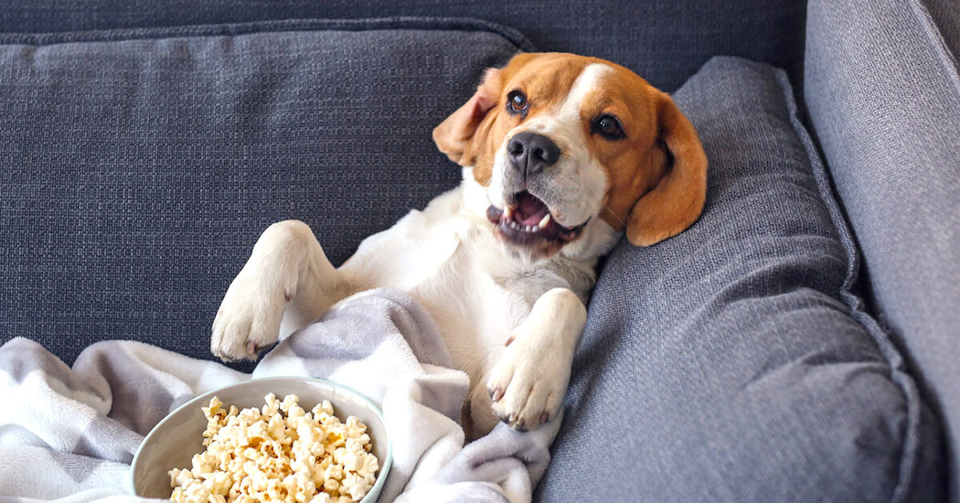 En İyi Köpek Filmleri Tavsiye Listesi 2025 [ESKİ & YENİ]